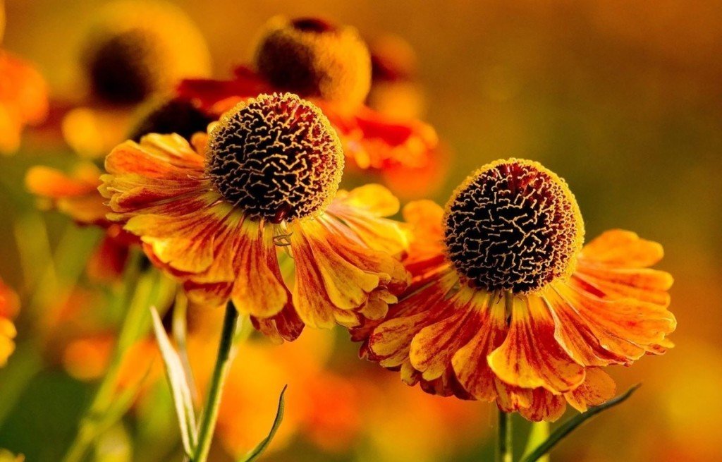 45 Pretty Flowers in the World with the Names and Pictures ...