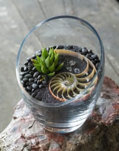 Terrarium Ideas, Bring A Miniature Natural Scene in A Glass Container ...